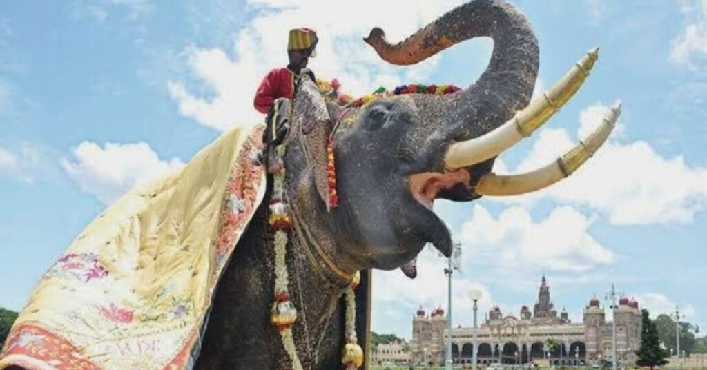 What Happened To Arjuna Elephant After Being Attacked By Wild Tusker ...